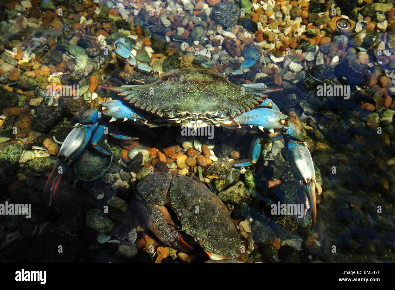 Blue Crab Underwater