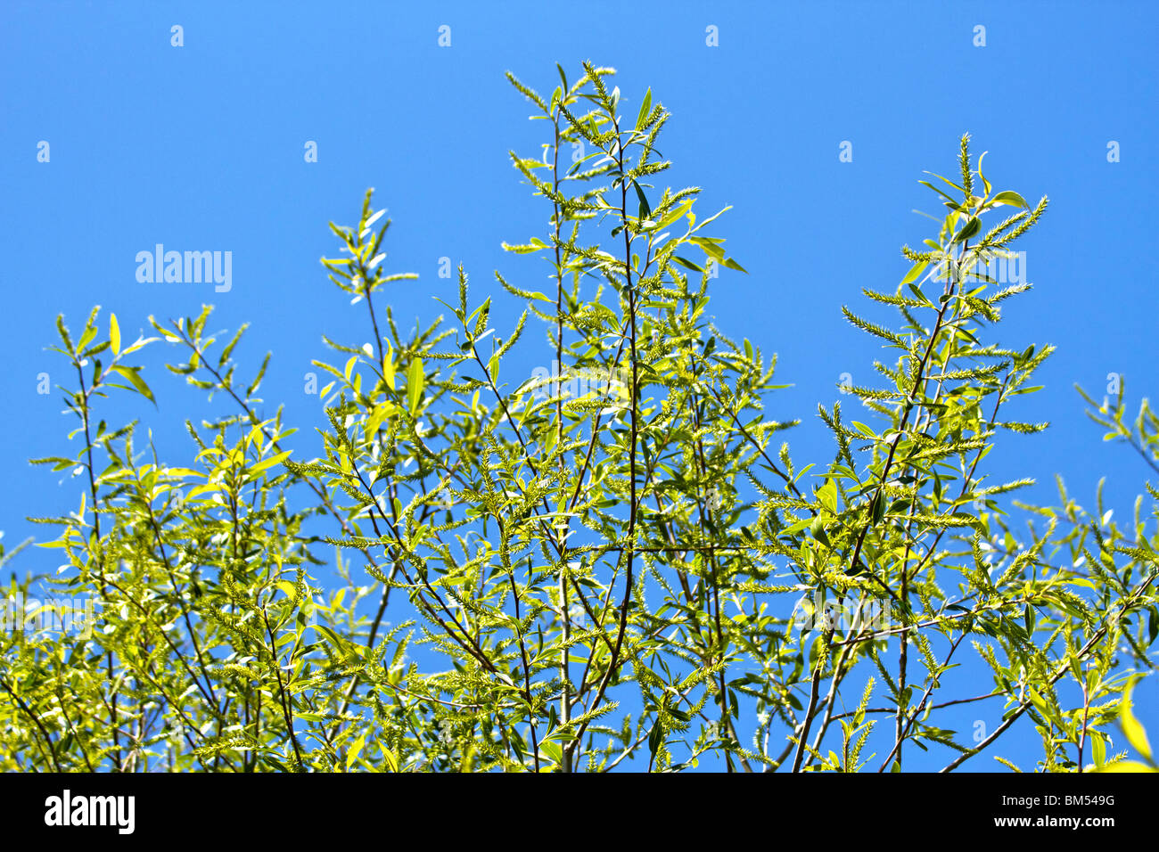 top branches and leaves of willow tree against background of clear blue ...