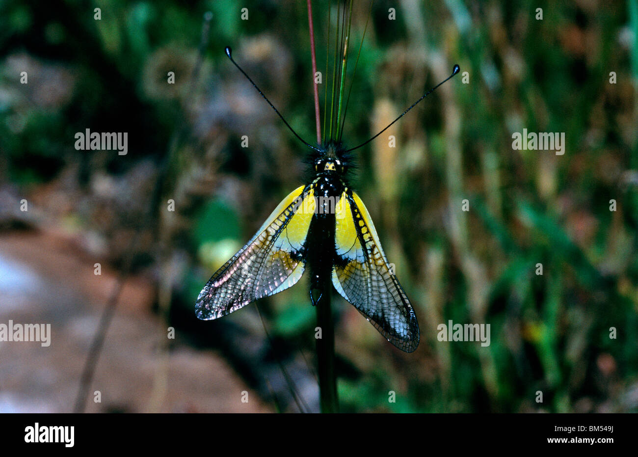 A butterfly-lion (Libelloides longicornis: Ascalaphidae) Spain Stock ...