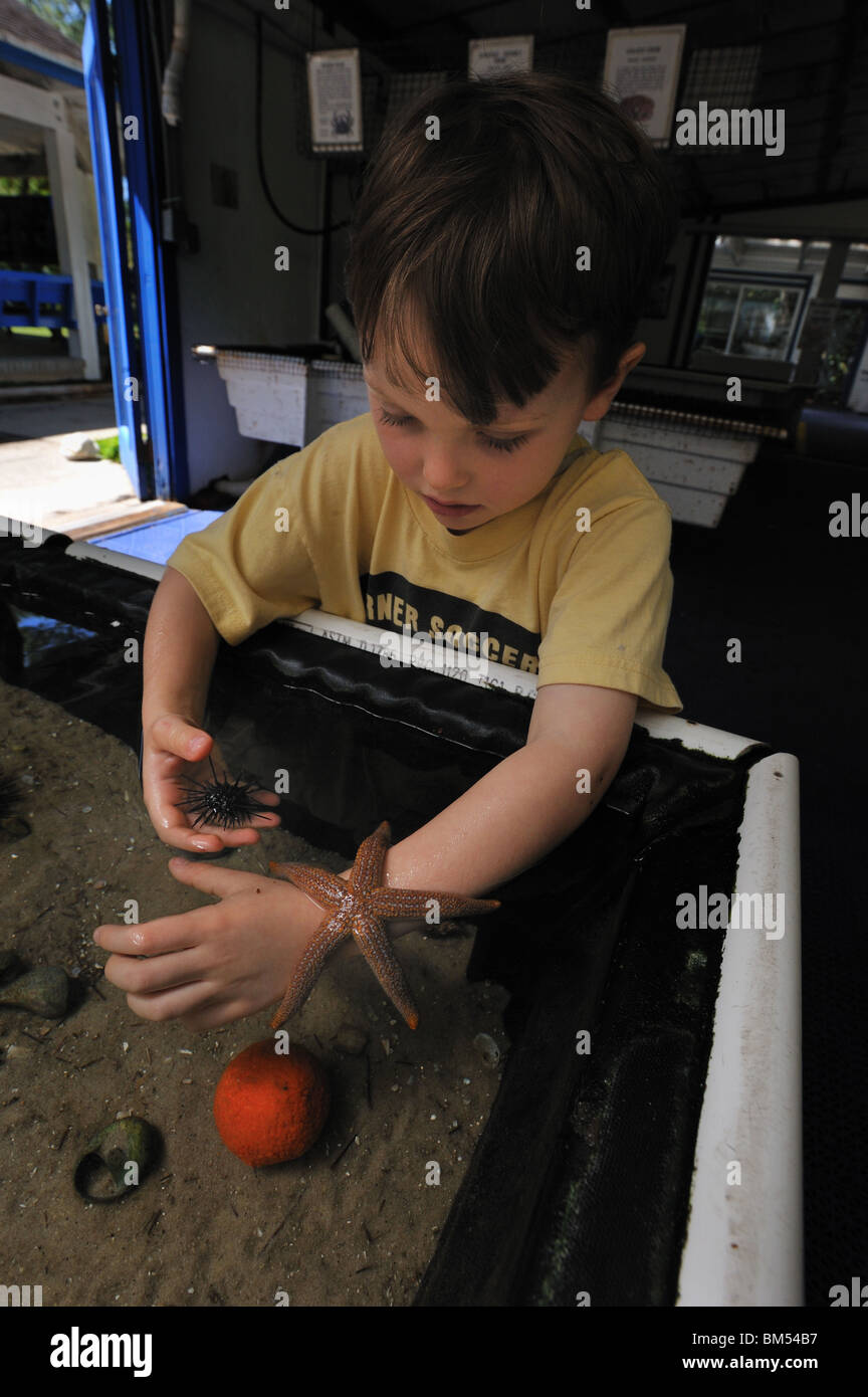 Touch tank display, Florida Stock Photo - Alamy
