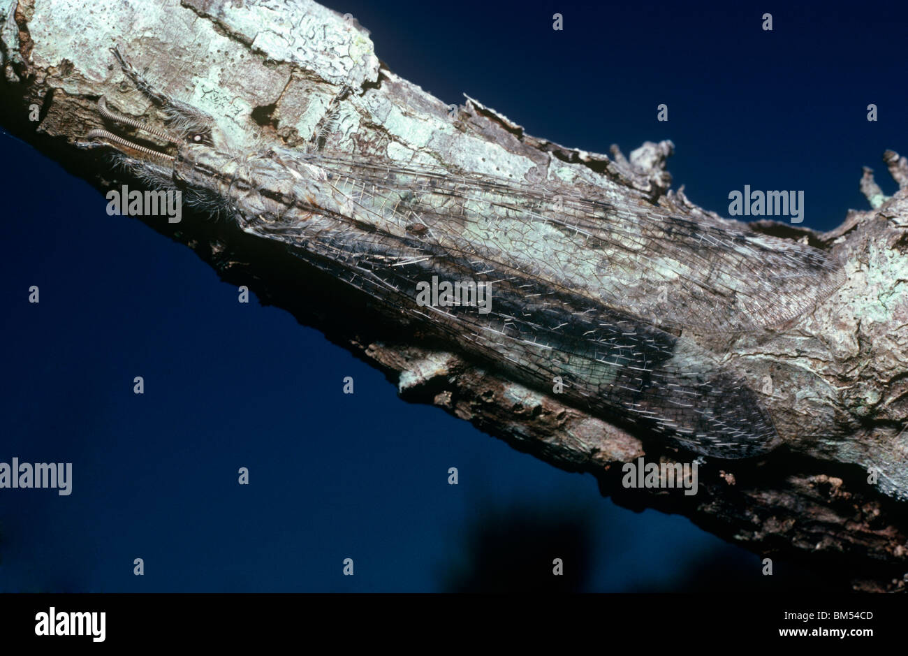 Adult Ant-lion in cryptic pose on a tree branch Australia Stock Photo ...