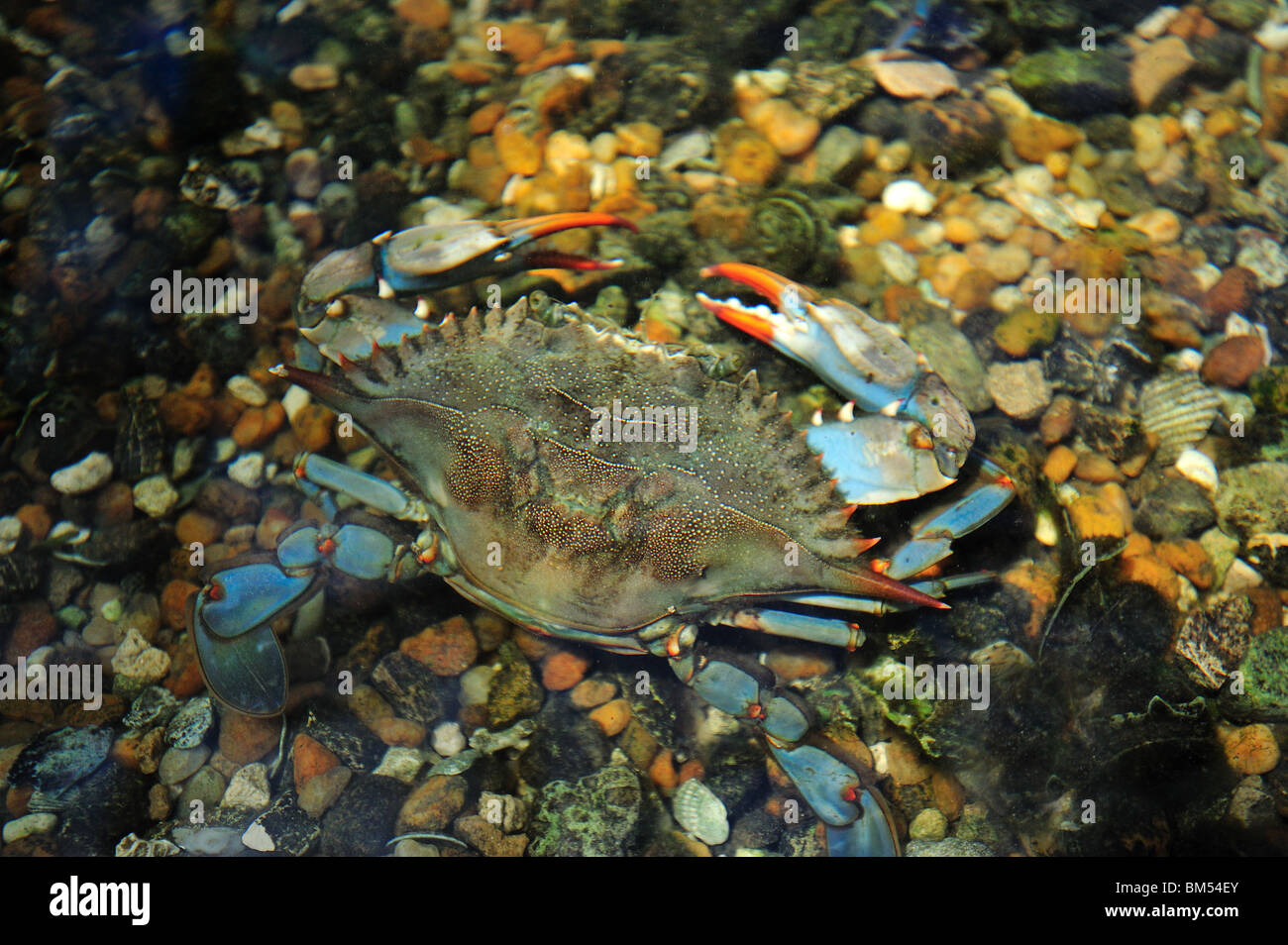 Blue crab, Callinectes sapidus, captive Stock Photo - Alamy