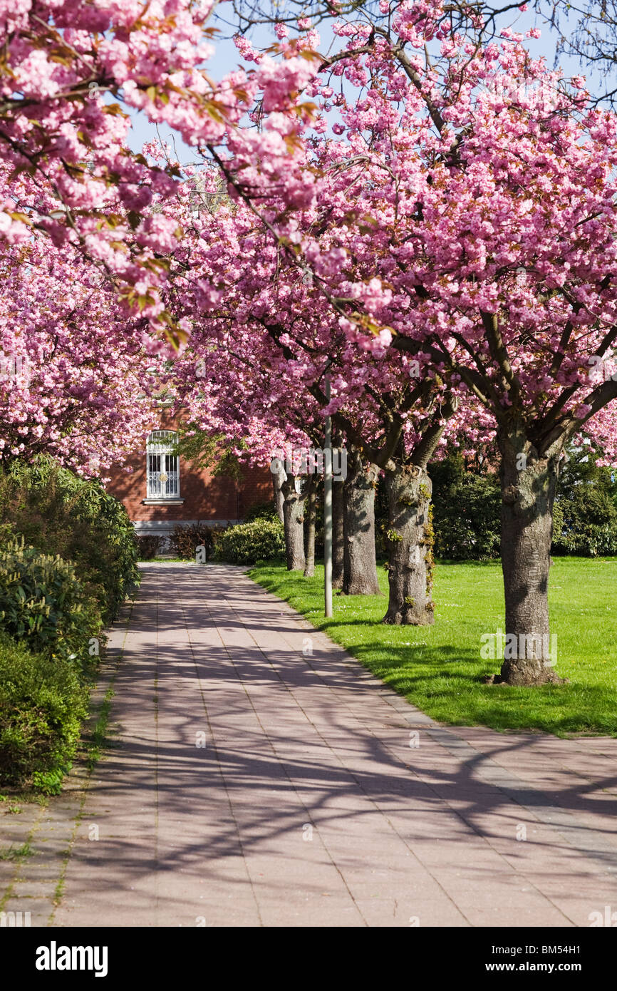 Cherry blossom in spring park hi-res stock photography and images - Alamy