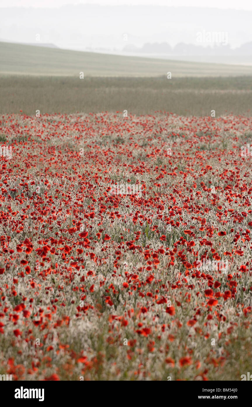 Poppy field at dawn, Oxfordshire, England, UK Stock Photo - Alamy