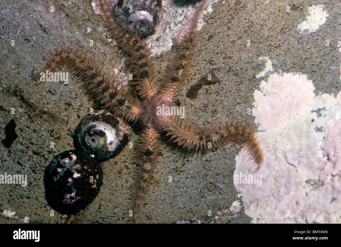 Common brittle-star (Ophiothrix fragilis) on the lower shore UK Stock ...