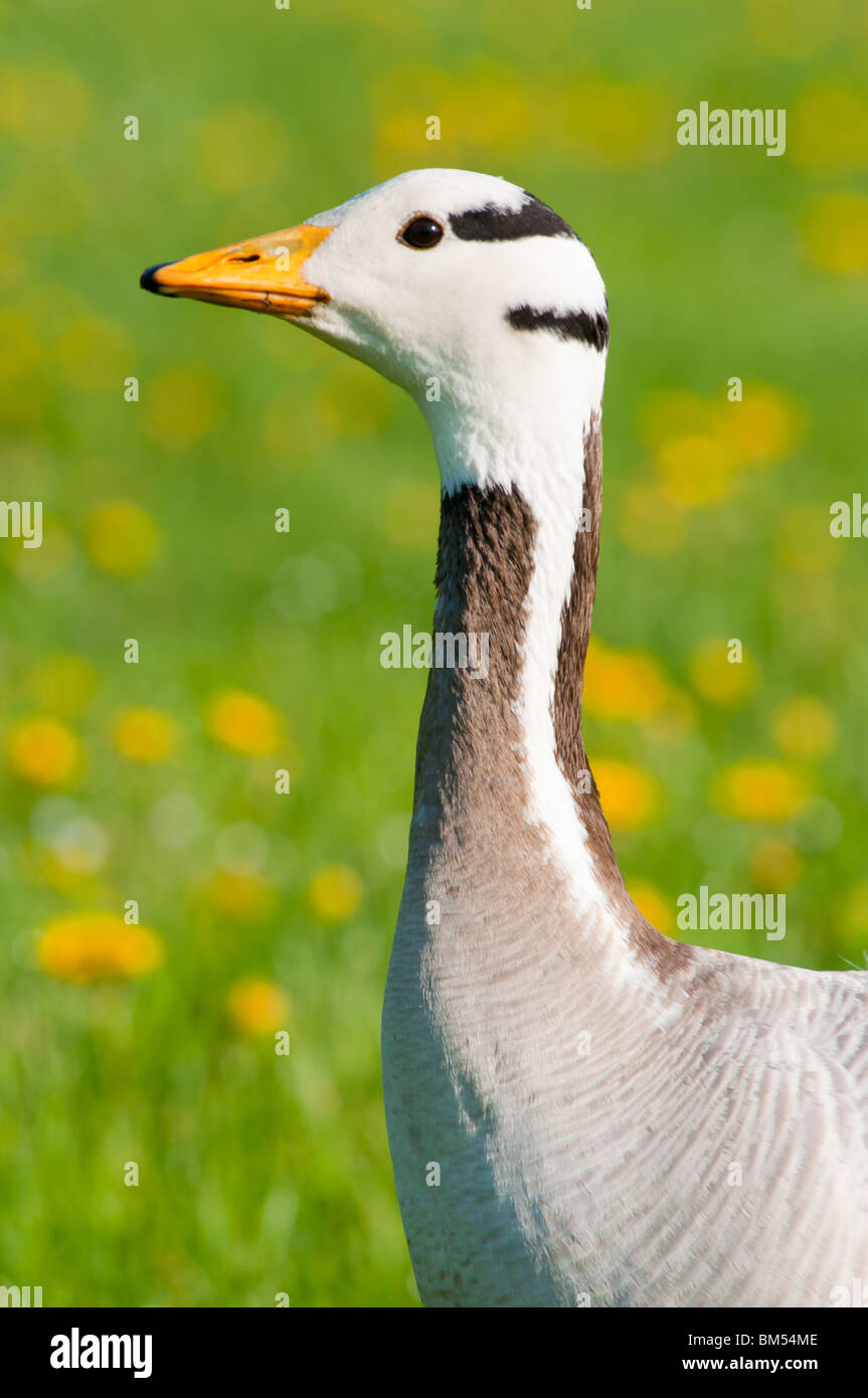 English goose hi-res stock photography and images - Alamy