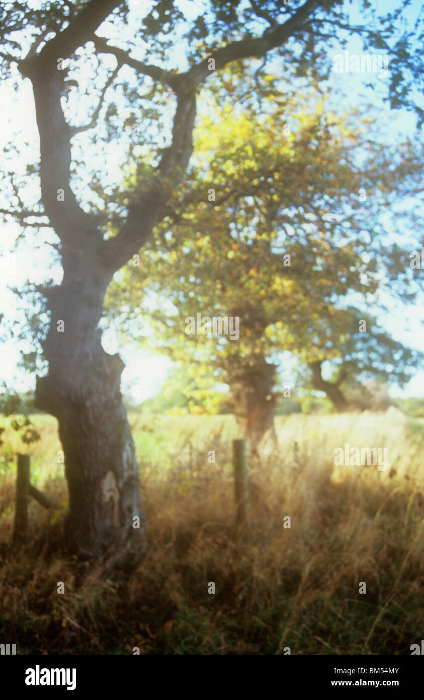 Impressionistic view of two English oak trees with few remaining yellow ...