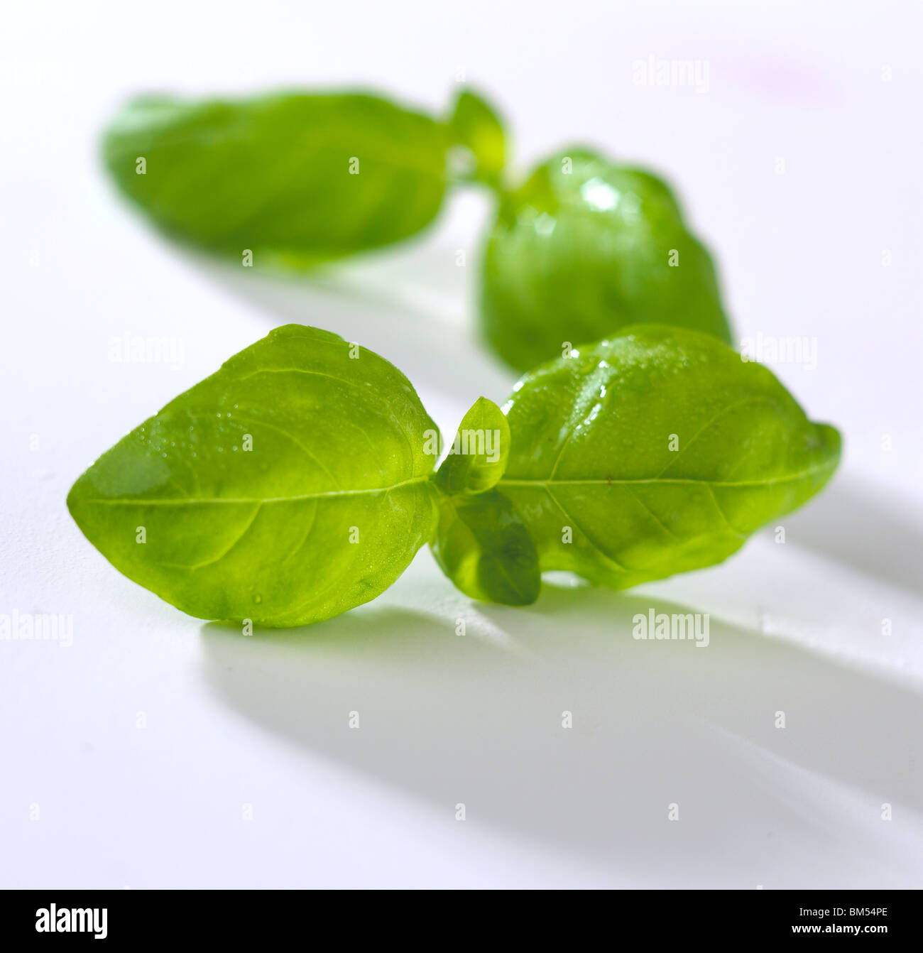 Fresh cut basil leaves hi-res stock photography and images - Alamy