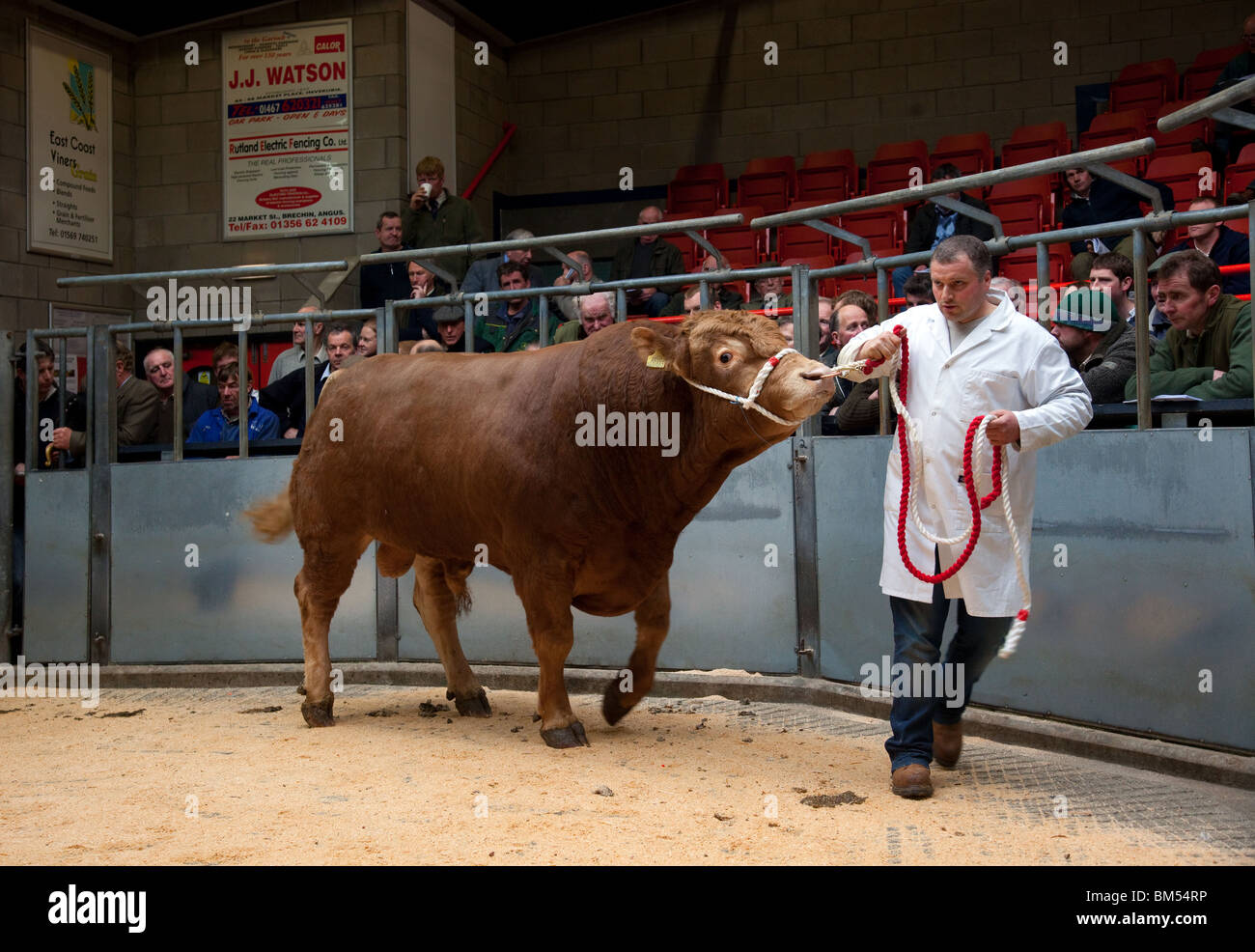 Simmental bull hi-res stock photography and images - Alamy