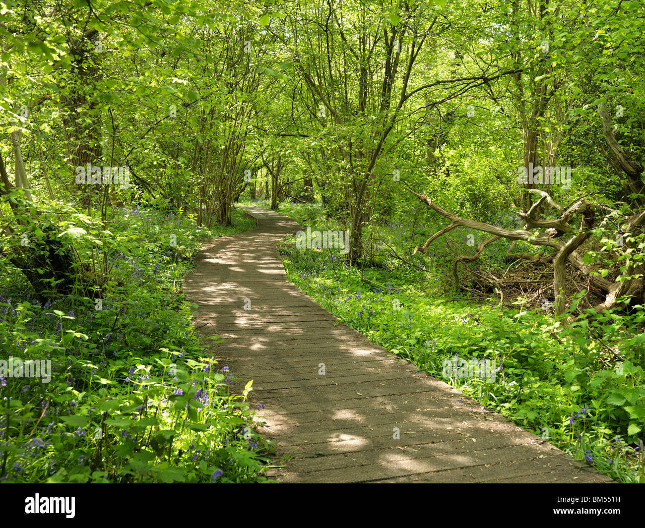 Path through a bluebell wood Stock Photo - Alamy