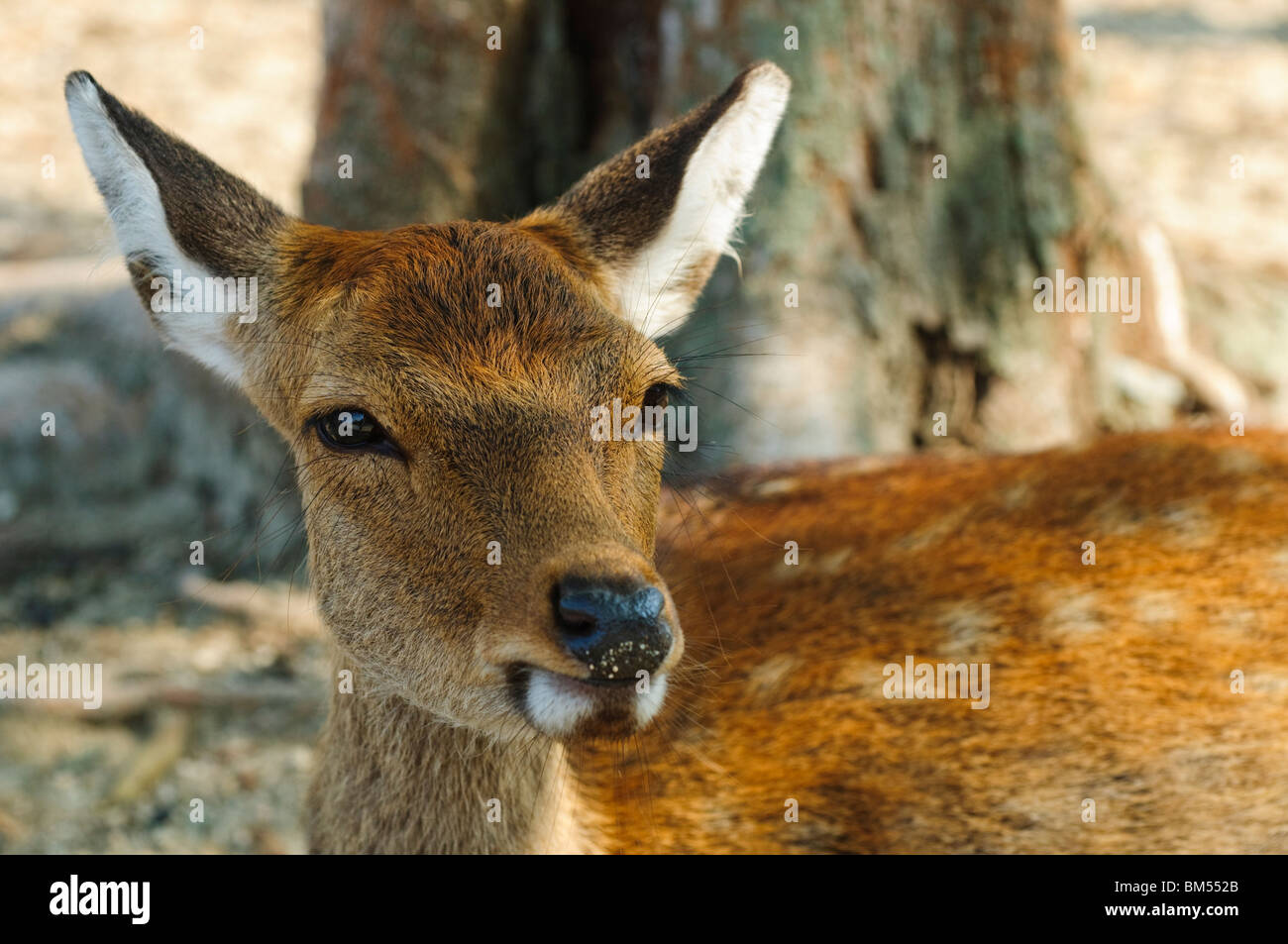Tame sika deer hi-res stock photography and images - Alamy