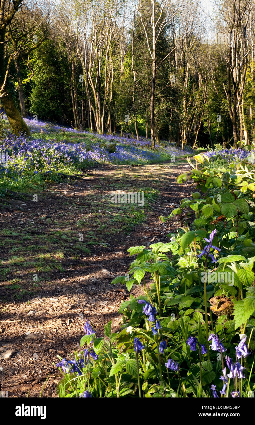 Path through the bluebell woods near Batcombe Dorset Stock Photo - Alamy