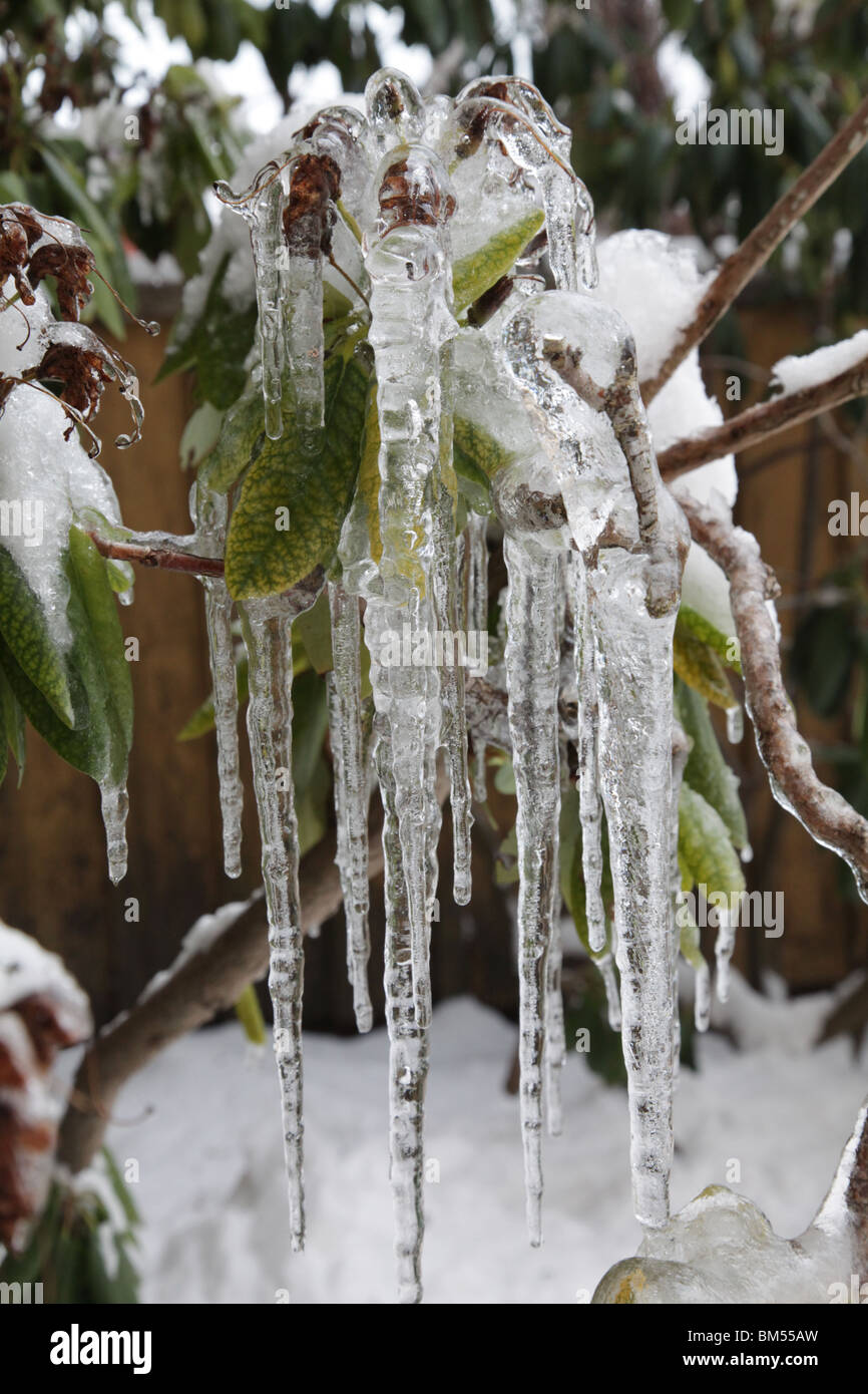 Large icicles hang from a garden plant in Godby on the Aland ...