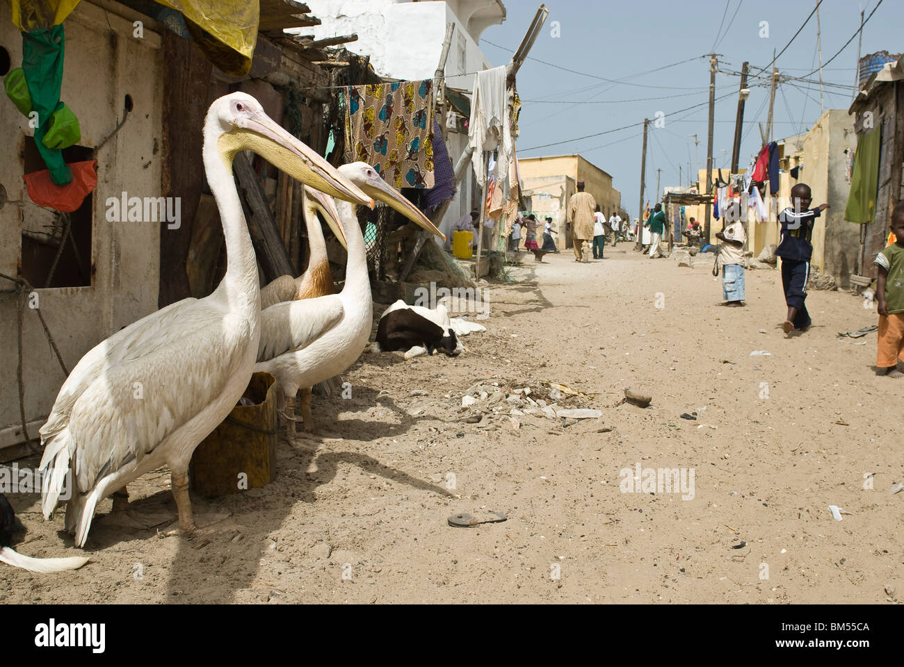 Senegal africa animals hi-res stock photography and images - Alamy
