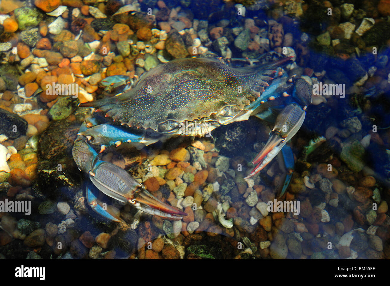 Callinectes sapidus hi-res stock photography and images - Alamy