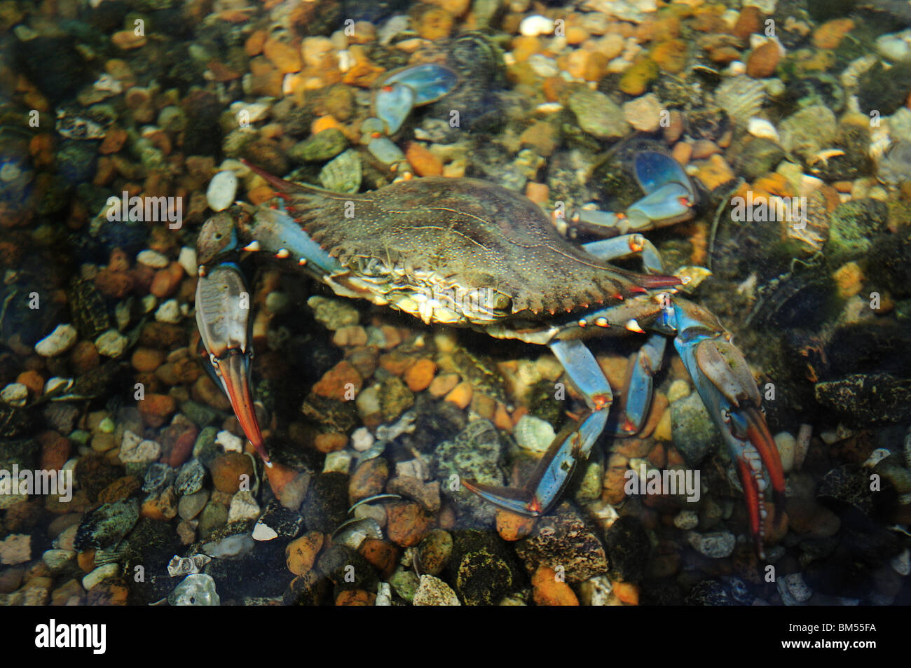 Blue crab, Callinectes sapidus, captive Stock Photo - Alamy