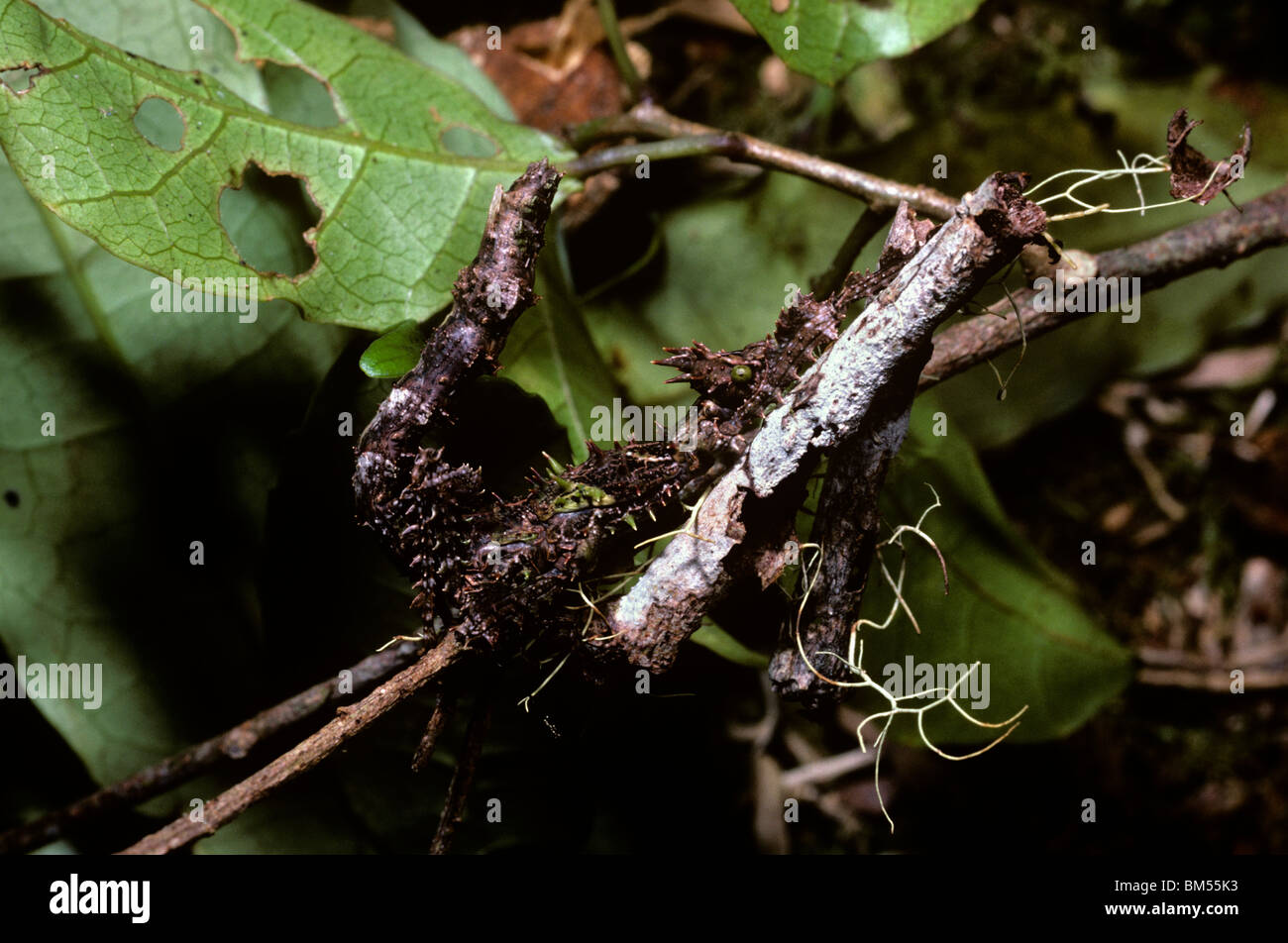 Stick insects madagascar hi-res stock photography and images - Alamy