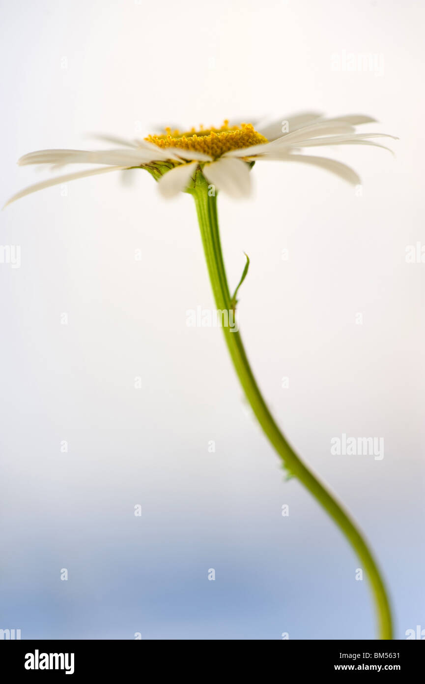 white daisy, marguerite Stock Photo - Alamy