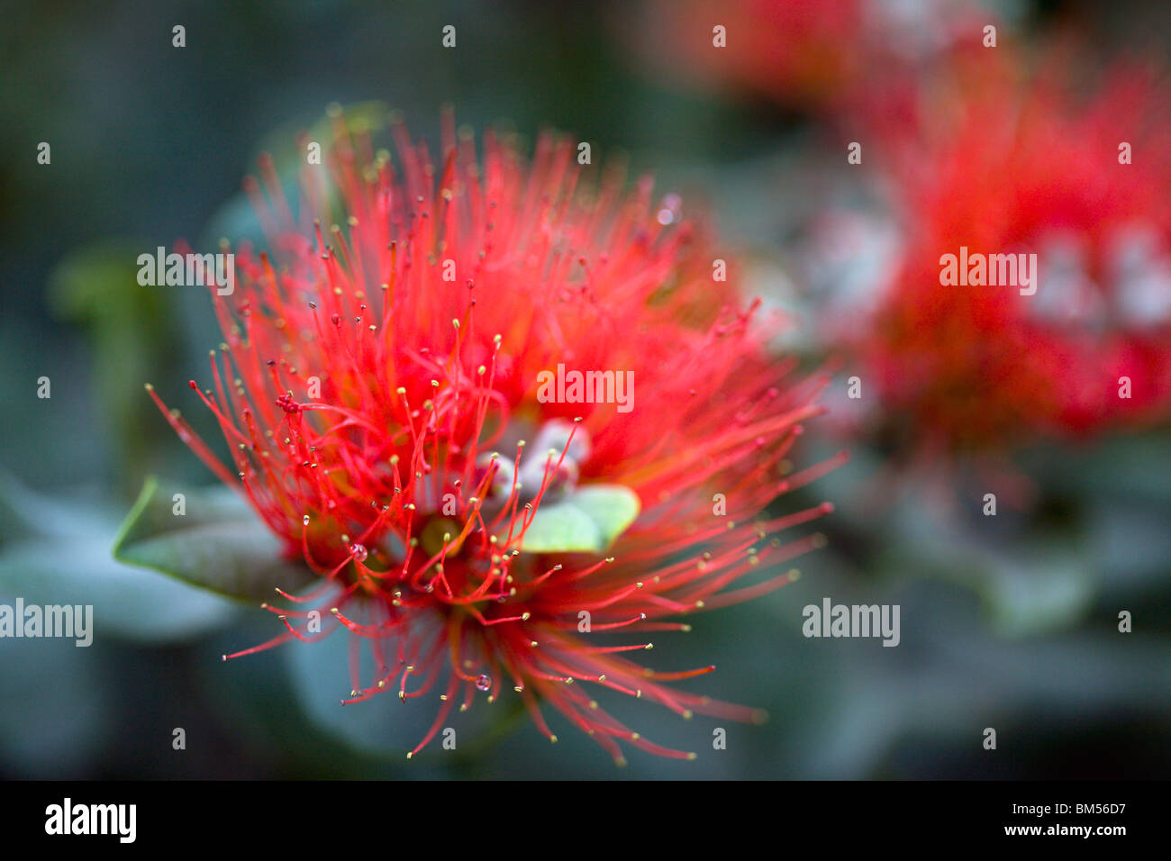 Fascinating different vibrant hi-res stock photography and images - Alamy