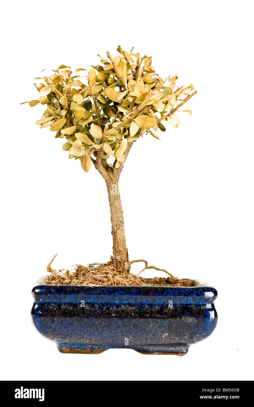 A shriveled bonsai tree in pot isolated on white Stock Photo - Alamy