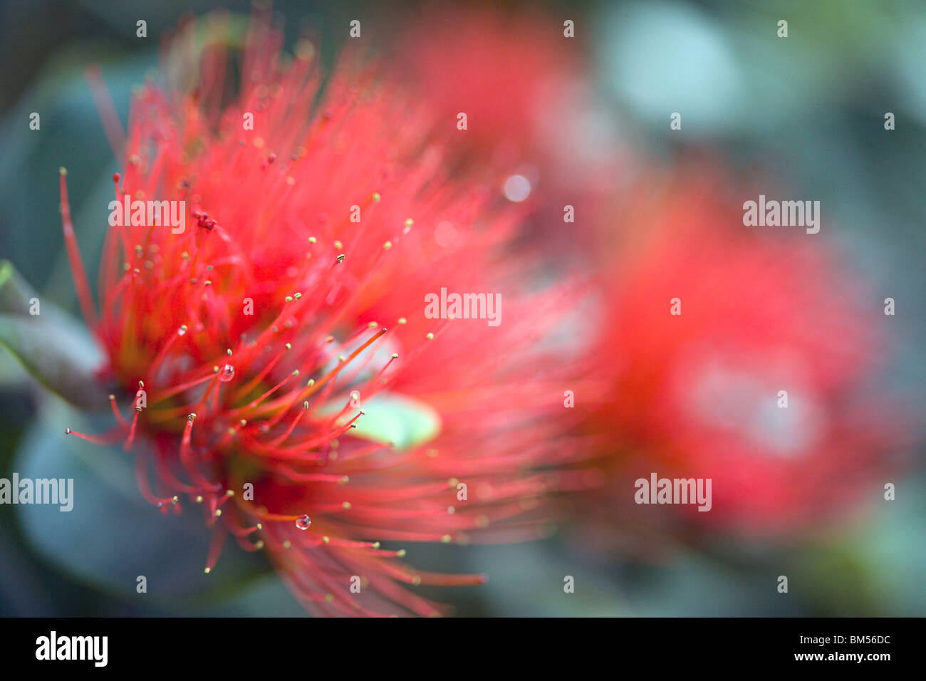 Inspiring flower hi-res stock photography and images - Alamy