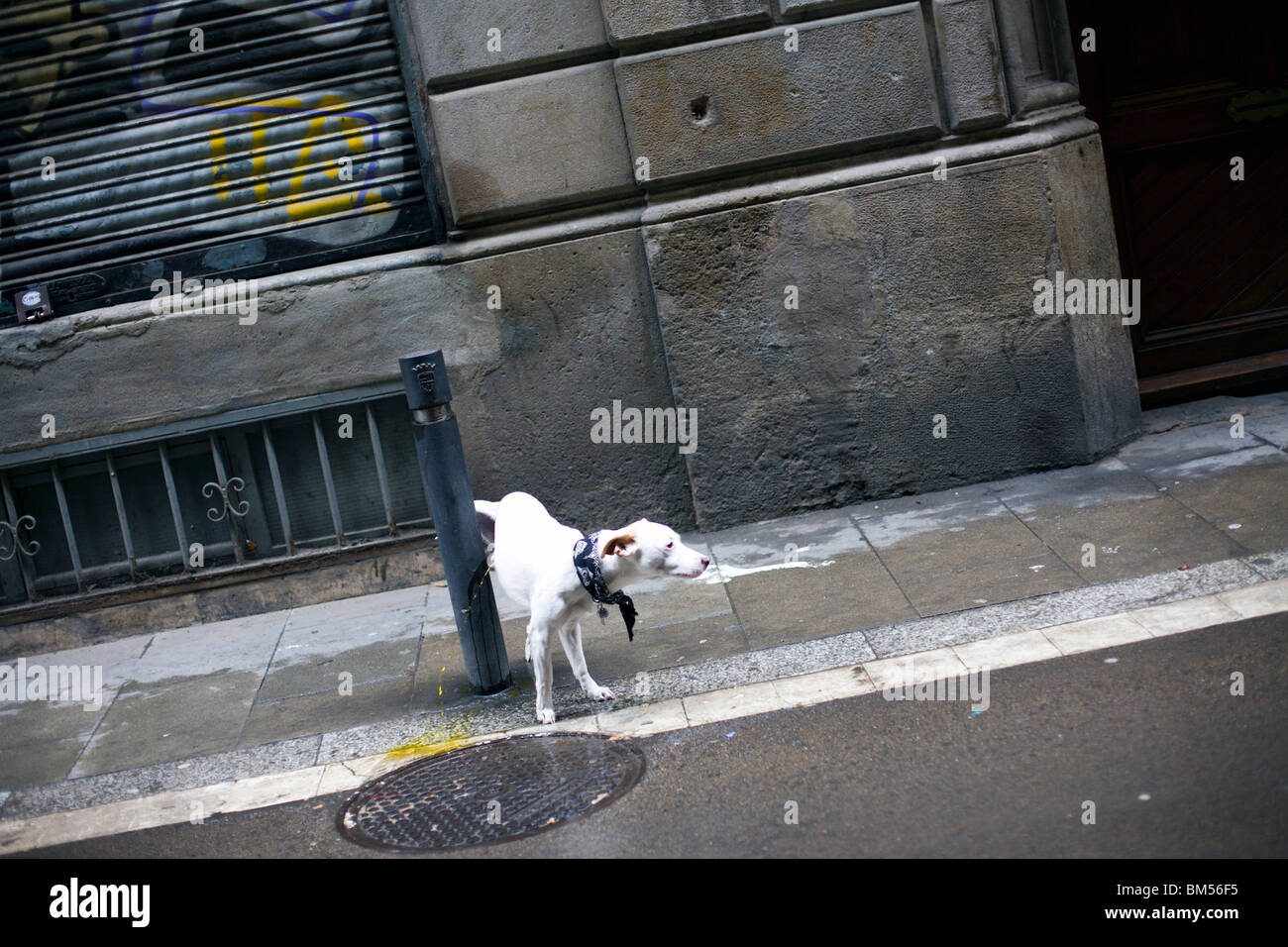 A dog peeing Stock Photo - Alamy