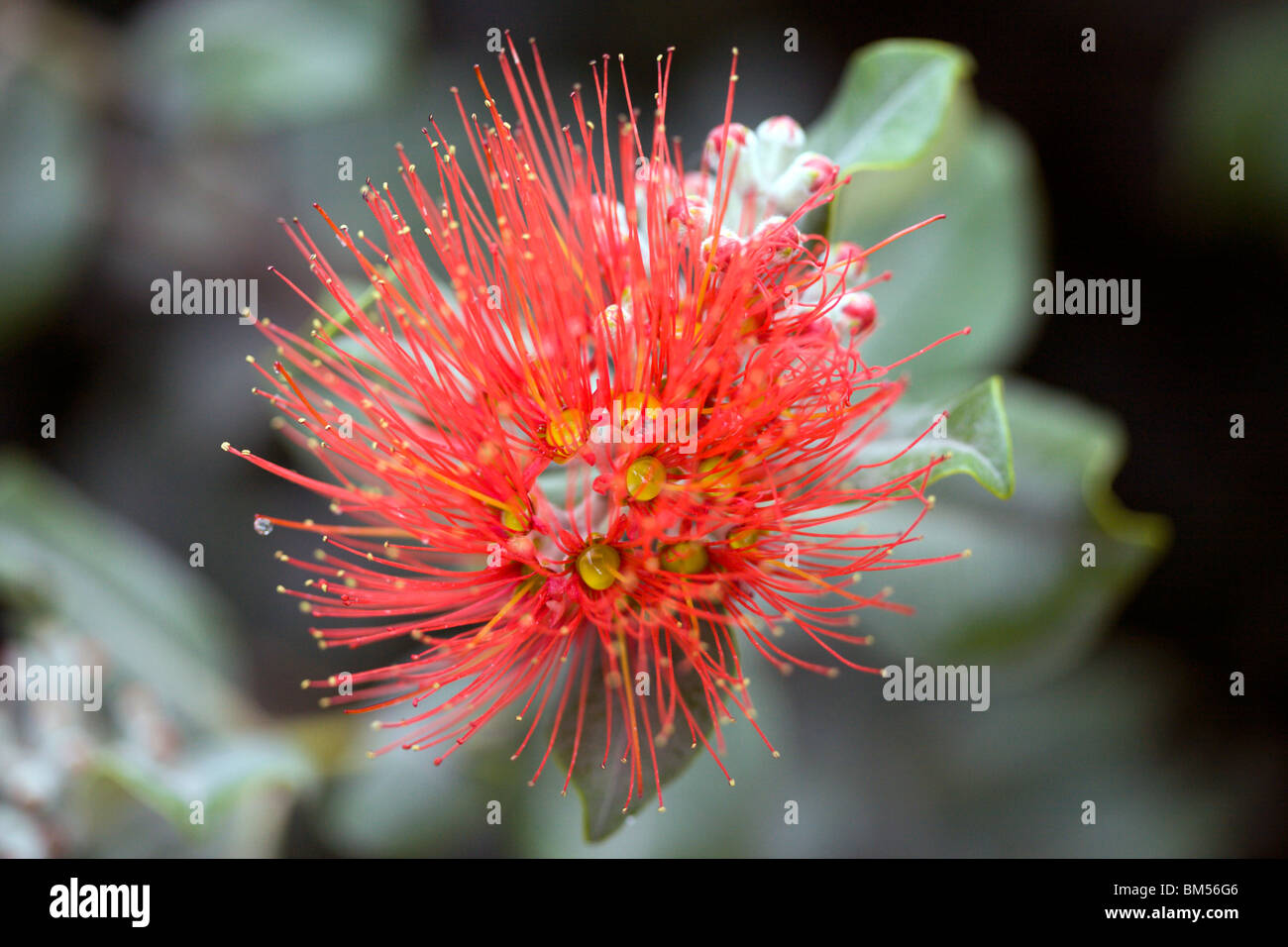 Hawaiian exotic flower hi-res stock photography and images - Alamy