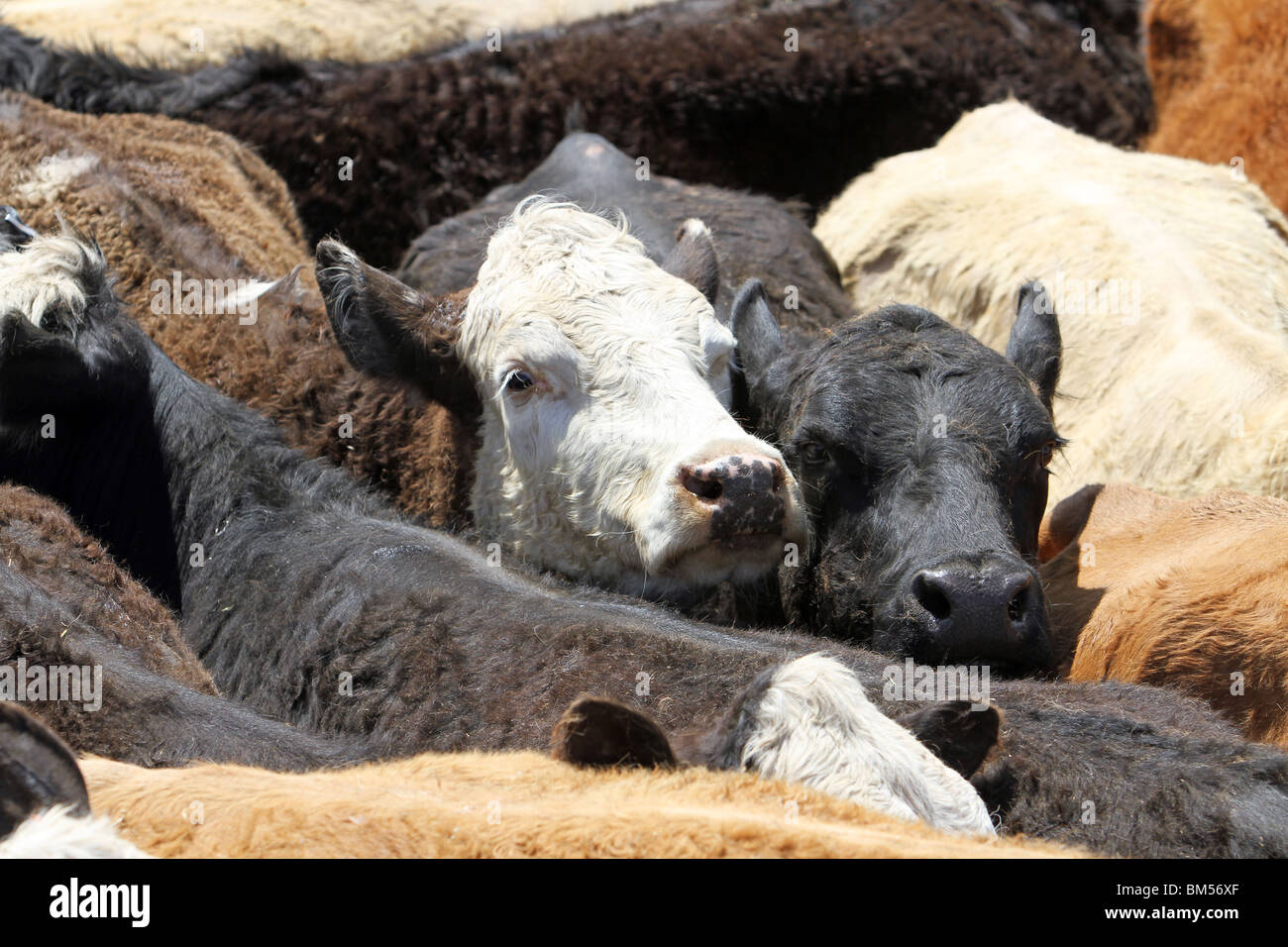 Cattle Yard Stock Photos & Cattle Yard Stock Images - Alamy