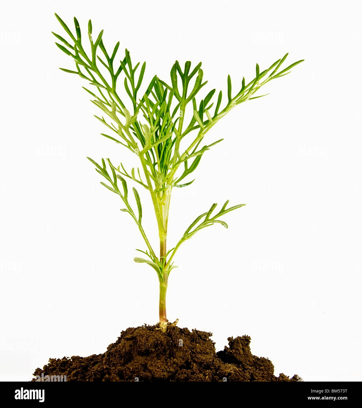 Plant on a white background Stock Photo - Alamy