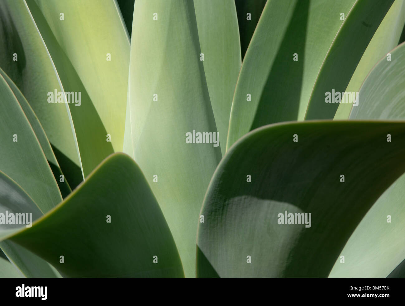 Detail of plant leaves, Tamborine, Queensland, Australia Stock Photo ...