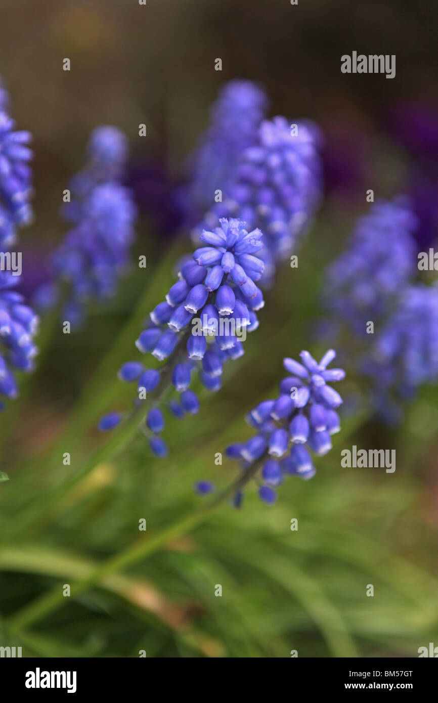 Muscari botryoides flowers in closeup Stock Photo - Alamy