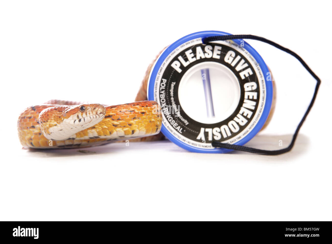 Corn Snake Elaphe guttata Single adult with charity collection tin ...