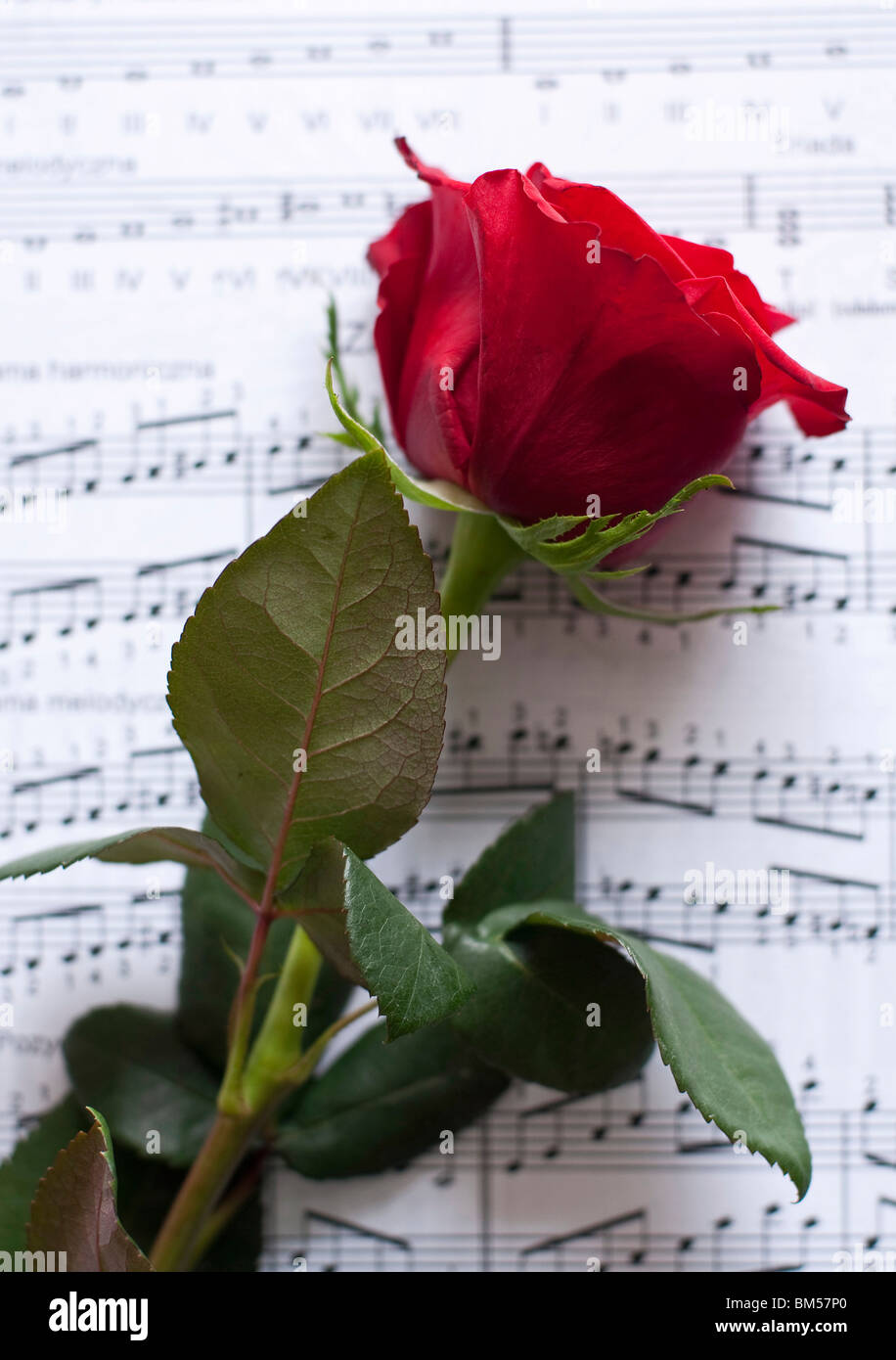 Rose lying on notes Stock Photo - Alamy