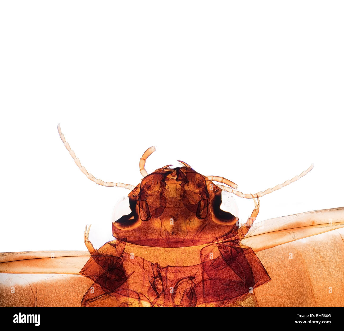 Coleoptera insect microscope hi-res stock photography and images - Alamy