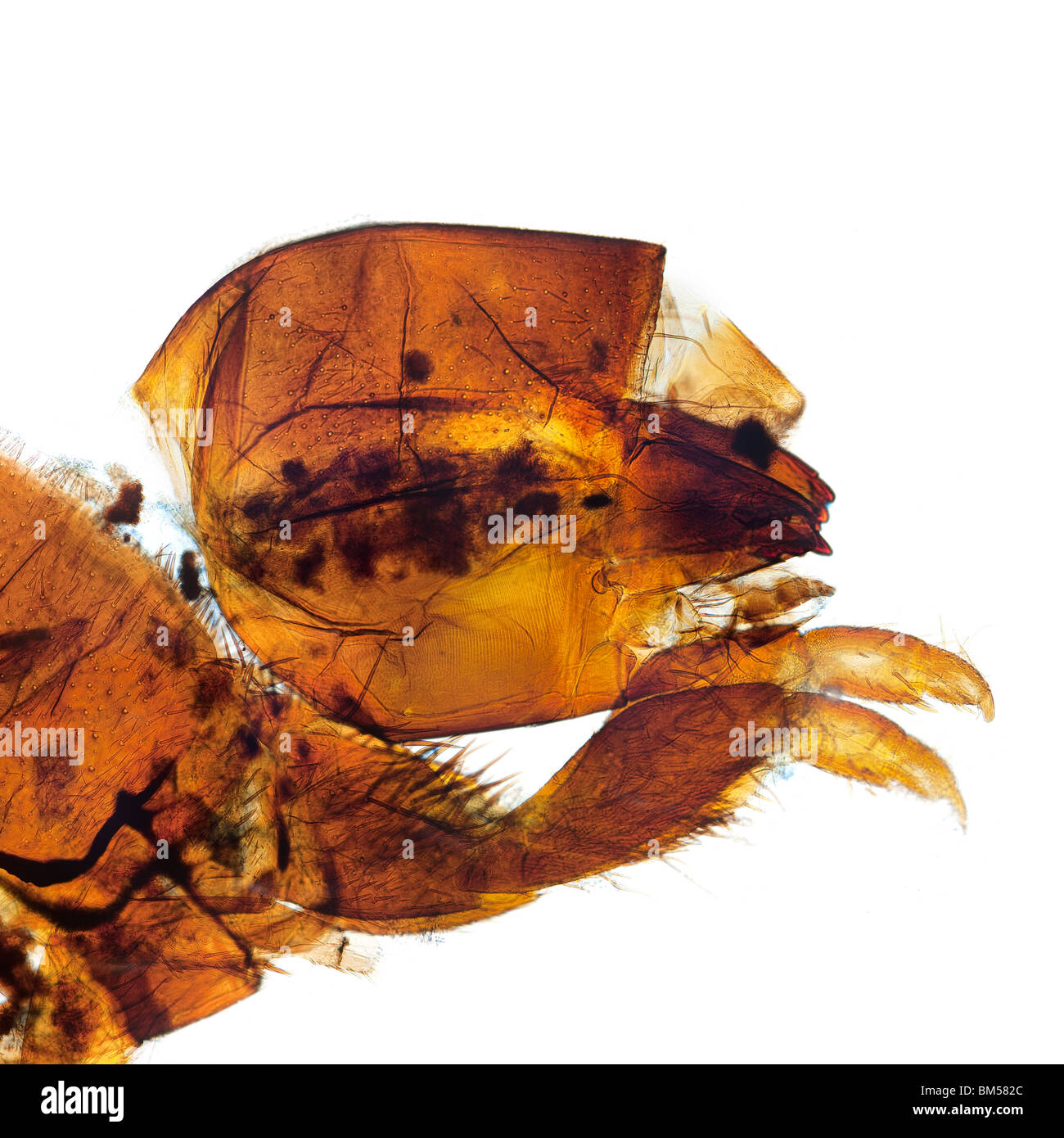 Microscope View Microscopic Stock Photos & Microscope View Microscopic ...