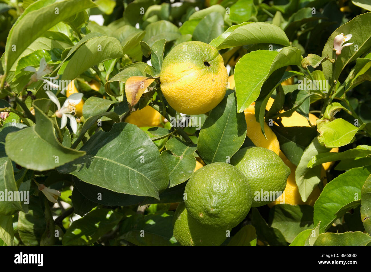Lemon tree sicily italy hi-res stock photography and images - Alamy