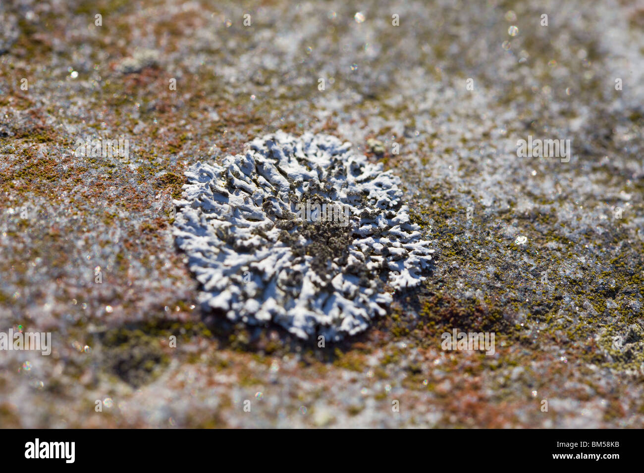Northern Arctic lichen on the rock close up Stock Photo - Alamy