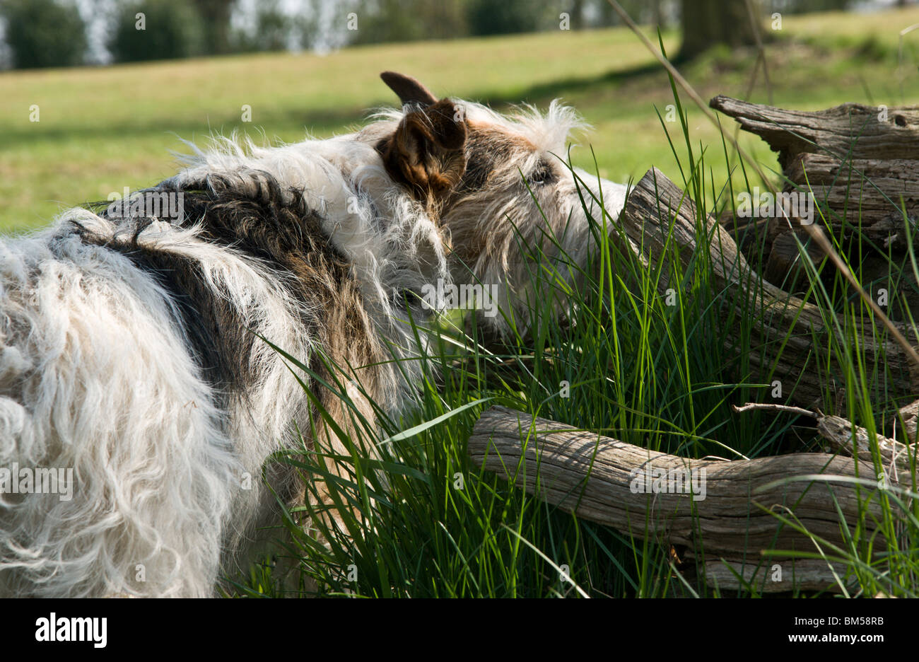 Jack Russell Terrier sniffing around a wood pile Stock Photo - Alamy