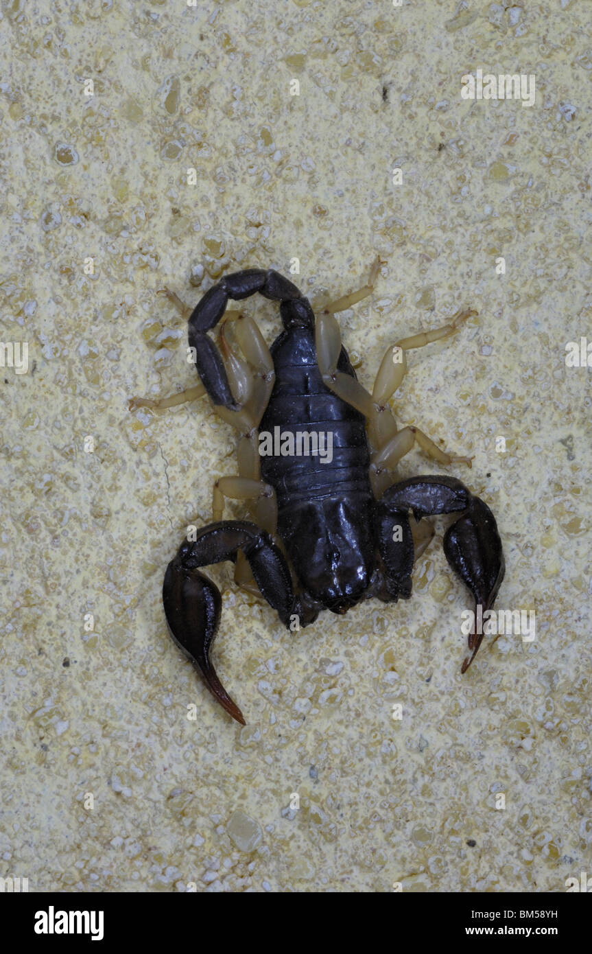 Euscorpius flavicaudis hi-res stock photography and images - Alamy