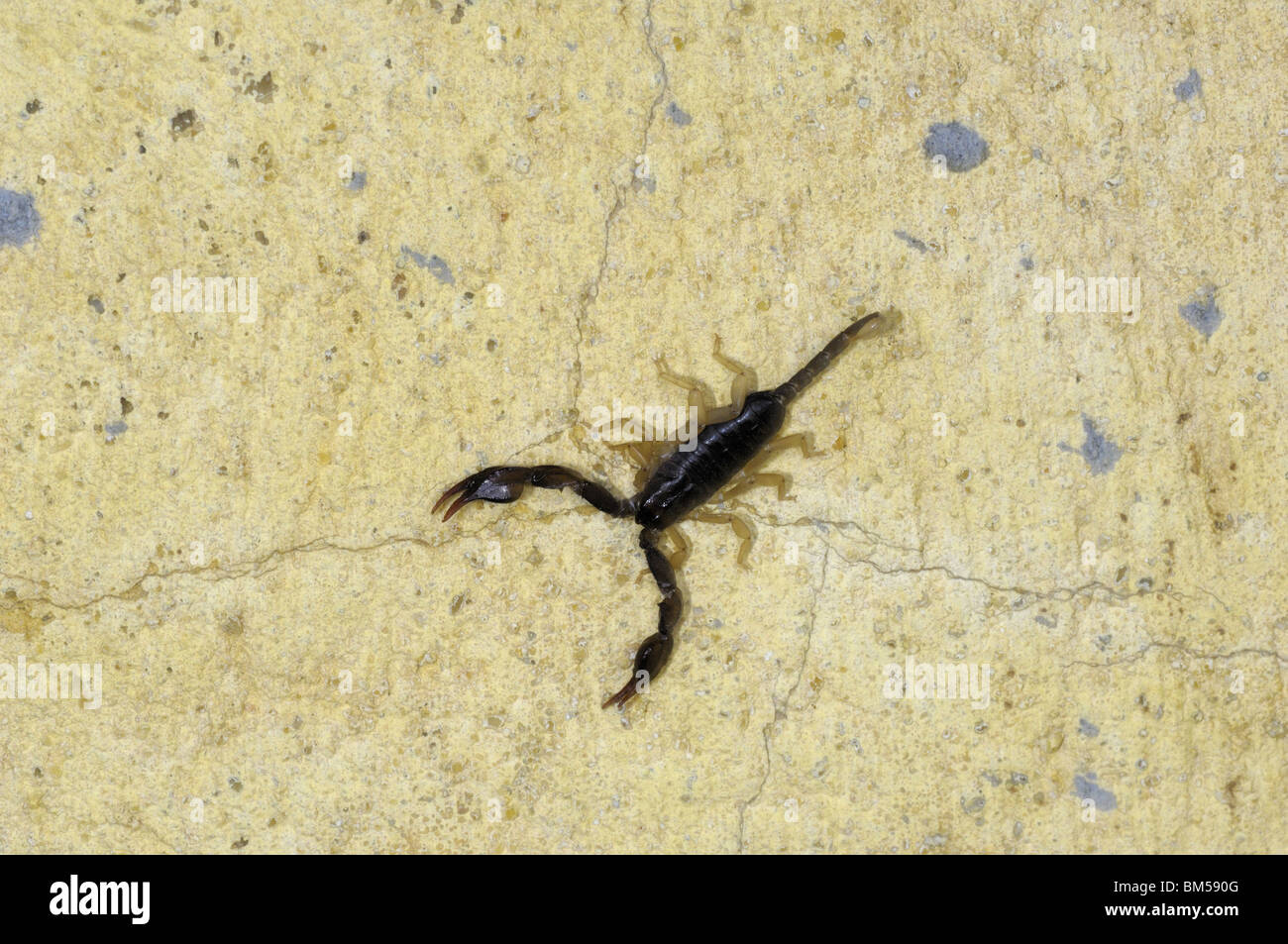 European yellow tailed scorpion (Euscorpius flavicaudis) standing on a ...