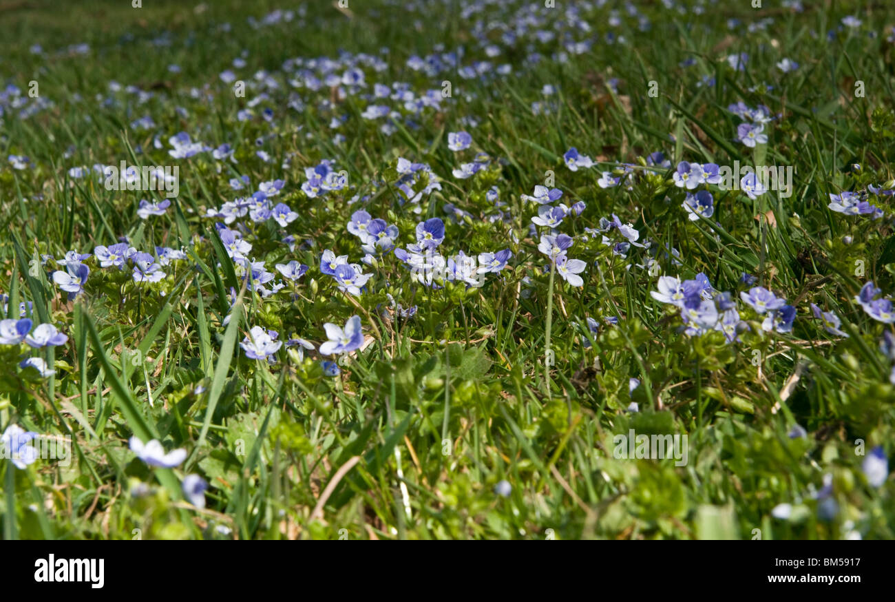 Periwinkles (vinca minor) growing in a field Stock Photo - Alamy