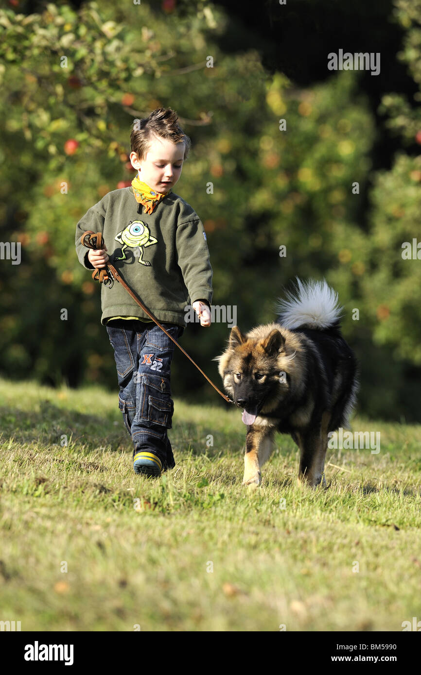 Young boy with Eurasier, Eurasian (Canis lupus familiaris) running over ...
