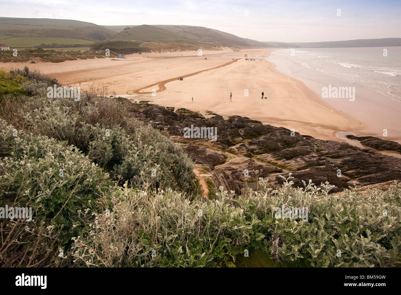UK, England, Devon, Woolacombe beach, wild flowers growing on cliiftop ...