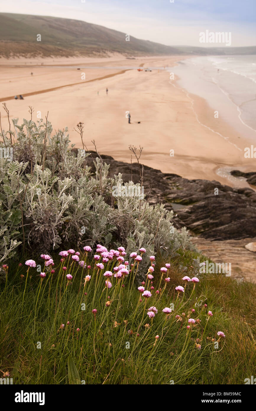 Devon wild flowers hi-res stock photography and images - Alamy