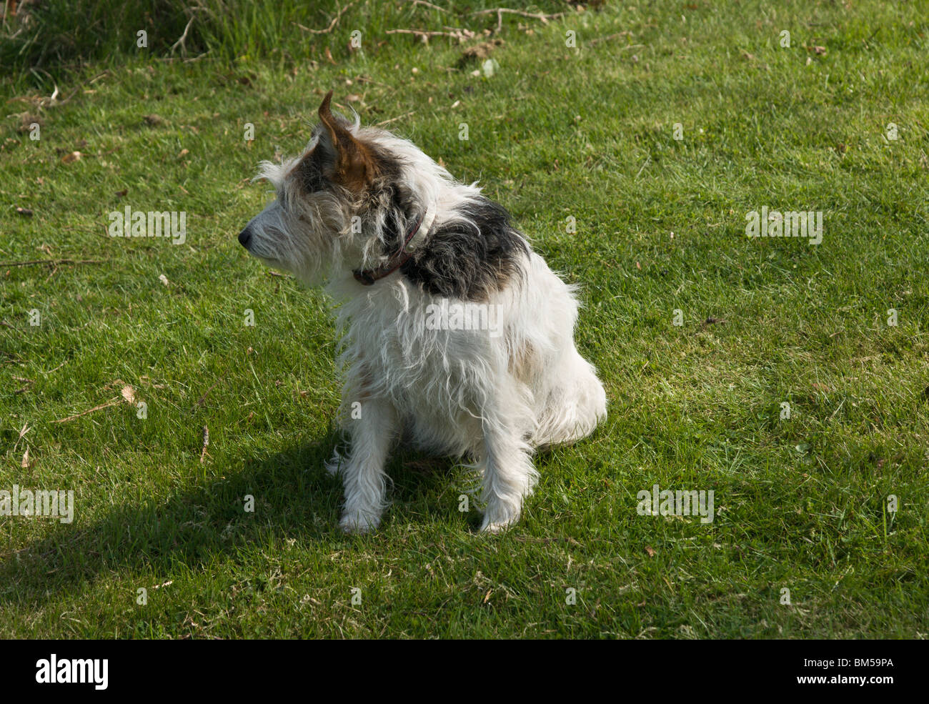 Full body shot of a long haired Jack Russell Terrier Stock Photo - Alamy
