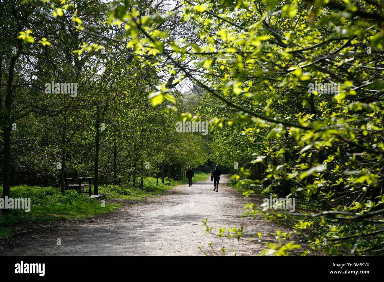 Chestnut Walk in Holland Park, Kensington, London, UK Stock Photo - Alamy