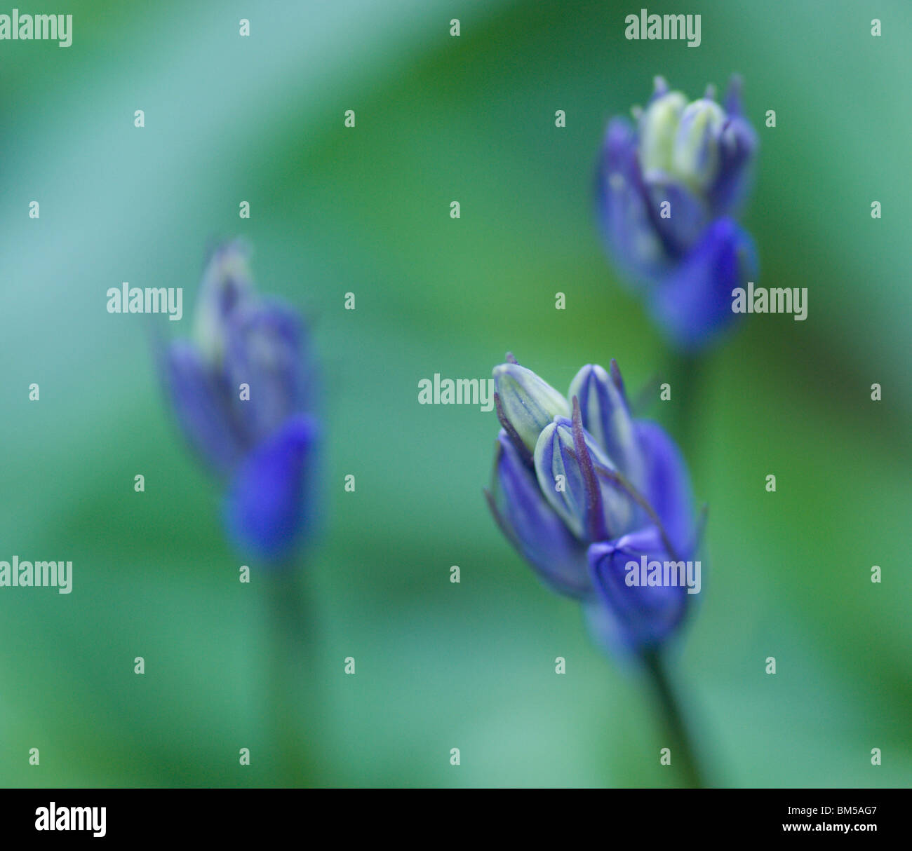 A close up macro shot of hybrid bluebells in bud Stock Photo - Alamy