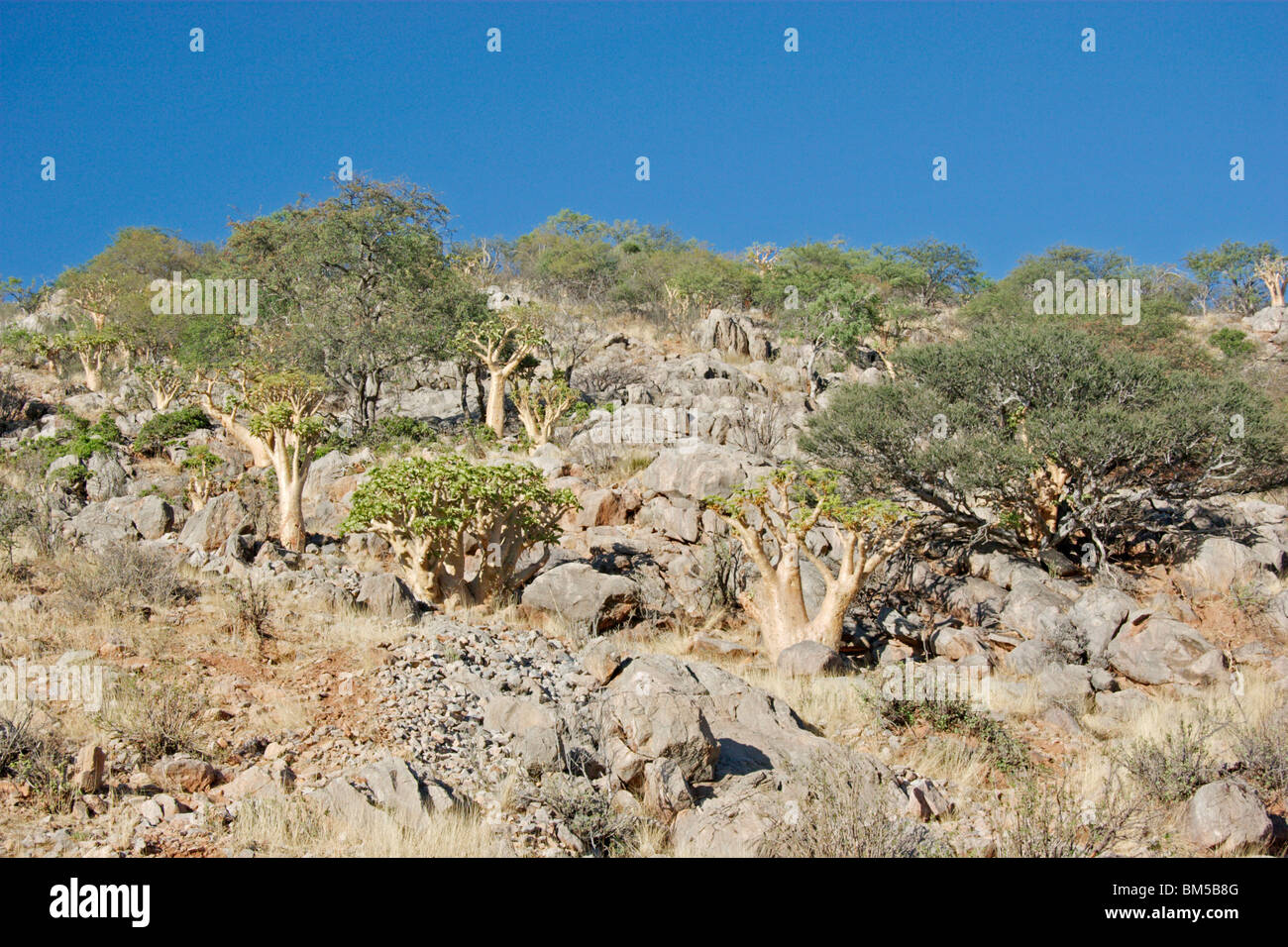 Namibie forest hi-res stock photography and images - Alamy