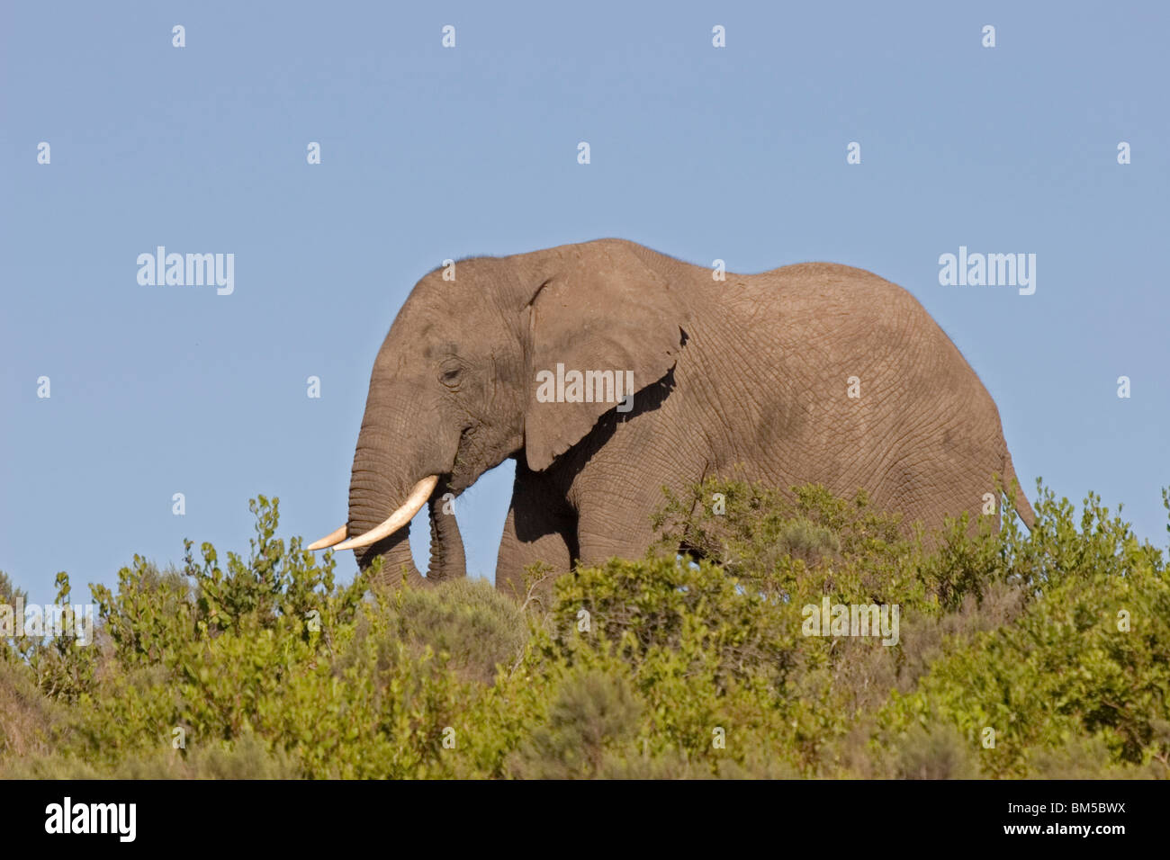 Elefante africano hi-res stock photography and images - Alamy