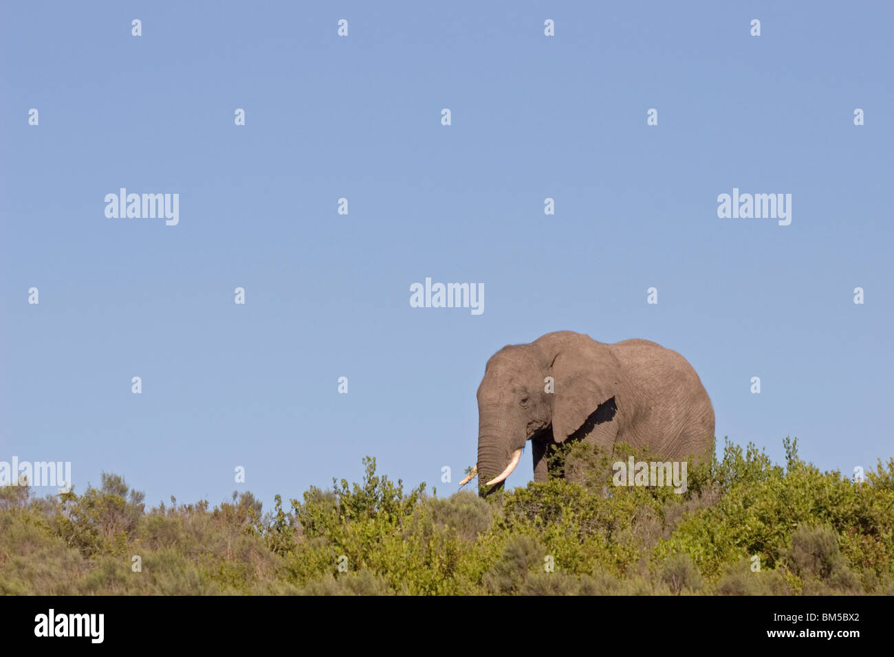 Elefante africano african elephant hi-res stock photography and images ...